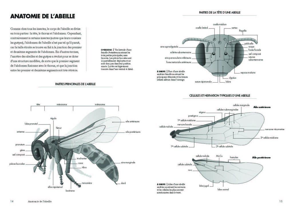 Les abeilles du monde - Editions du Gerfaut