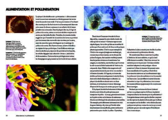 Les abeilles du monde - Editions du Gerfaut