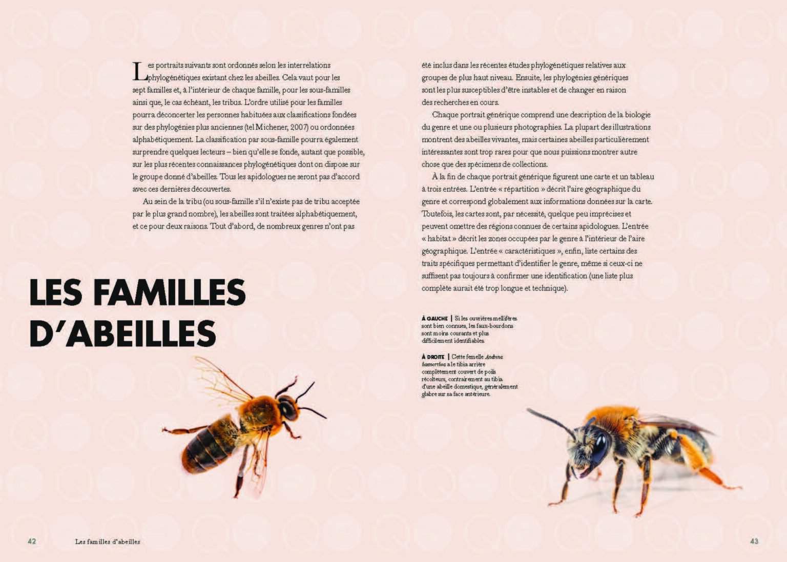 Les abeilles du monde - Editions du Gerfaut